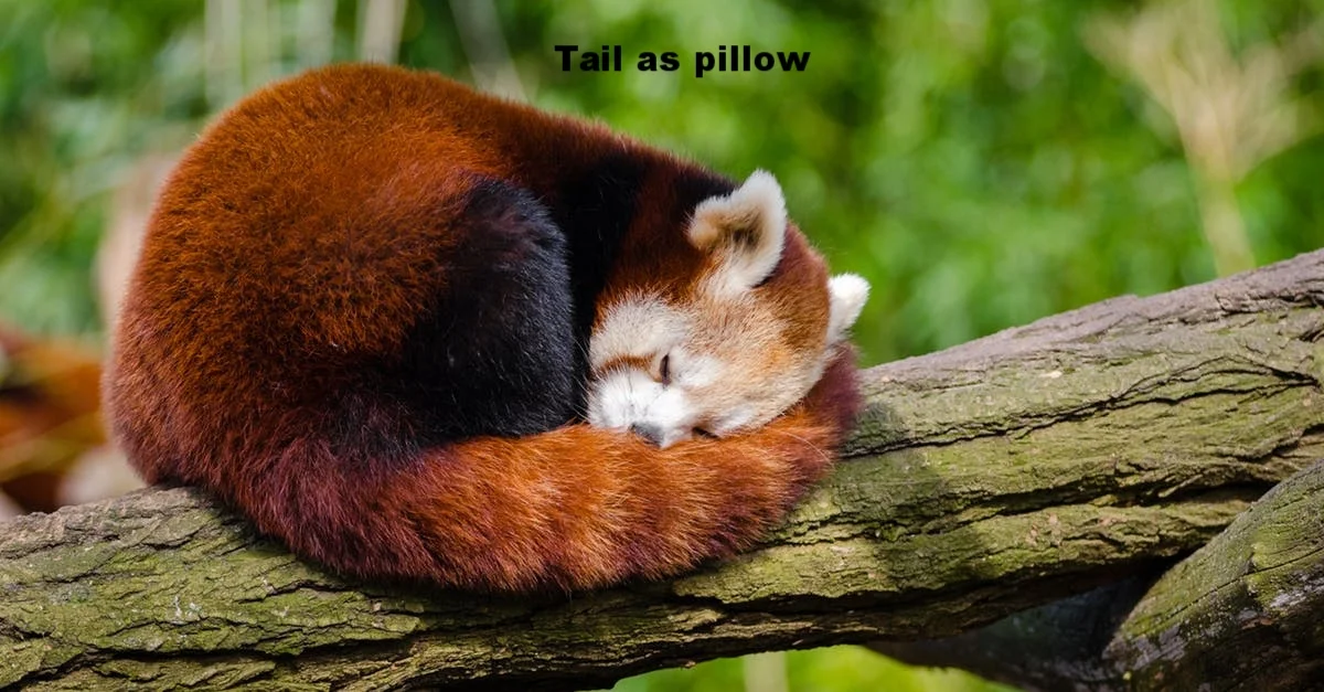 Red Panda Curled Up