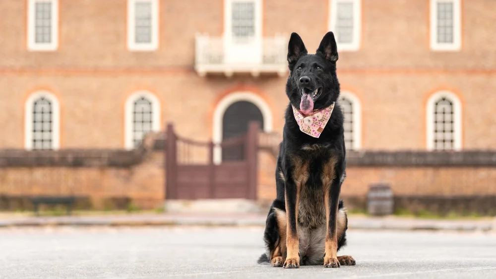 Nicole Moyer | Sweet Ellie Photography — Tails of the World