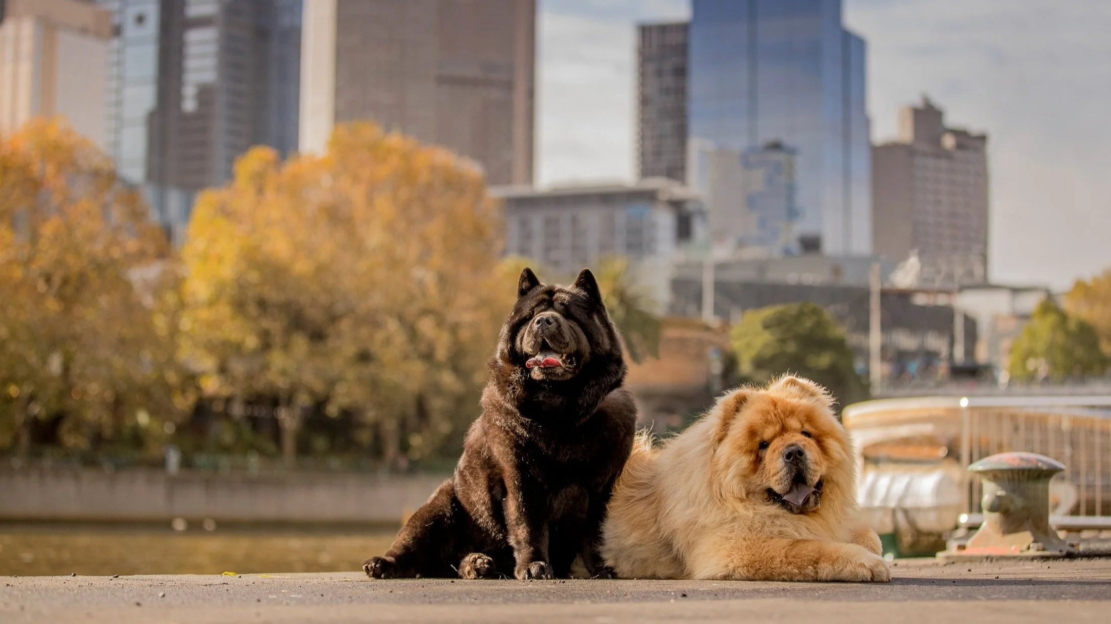 Caitlin J. McColl | Ragamuffin Pet Photography — Tails of the World