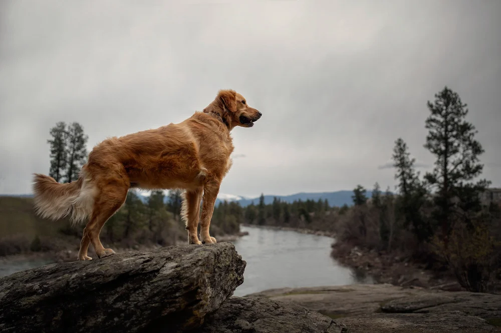 Angela Schneider | Big White Dog Photography — Tails of the World