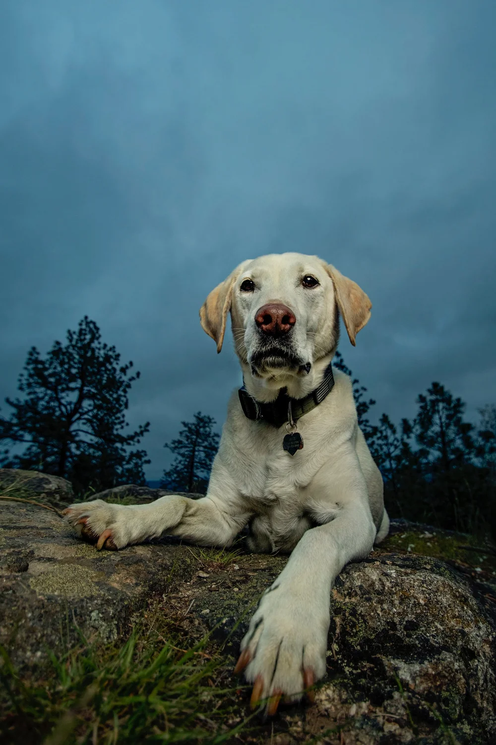 Angela Schneider | Big White Dog Photography — Tails of the World
