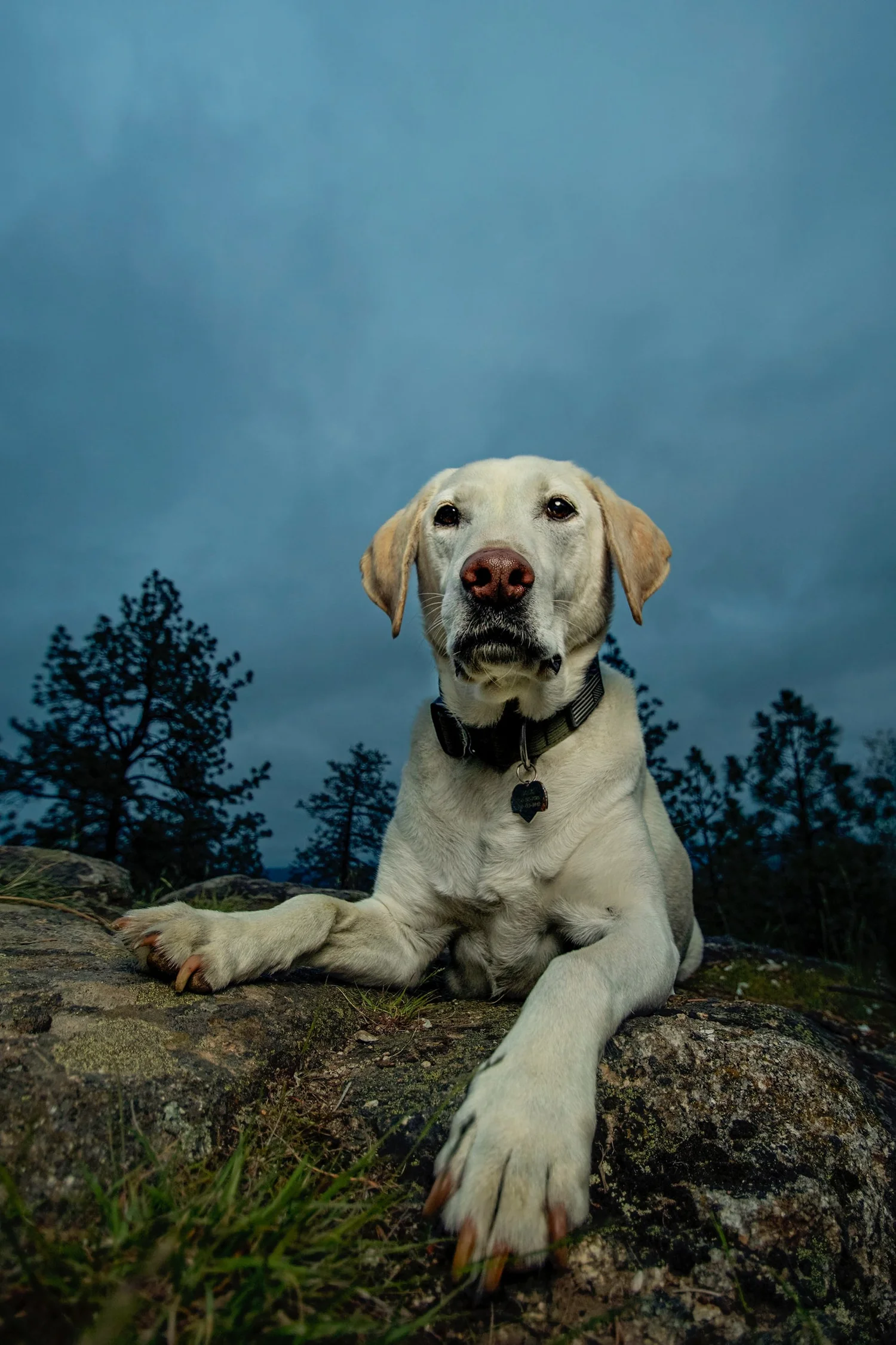 Angela Schneider | Big White Dog Photography — Tails of the World