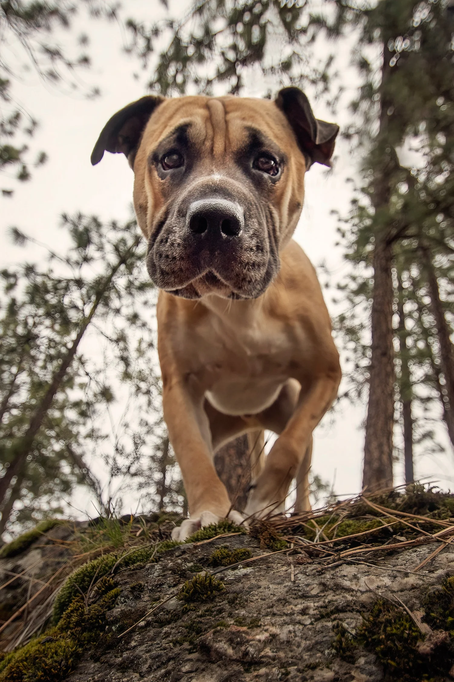 Angela Schneider | Big White Dog Photography — Tails of the World