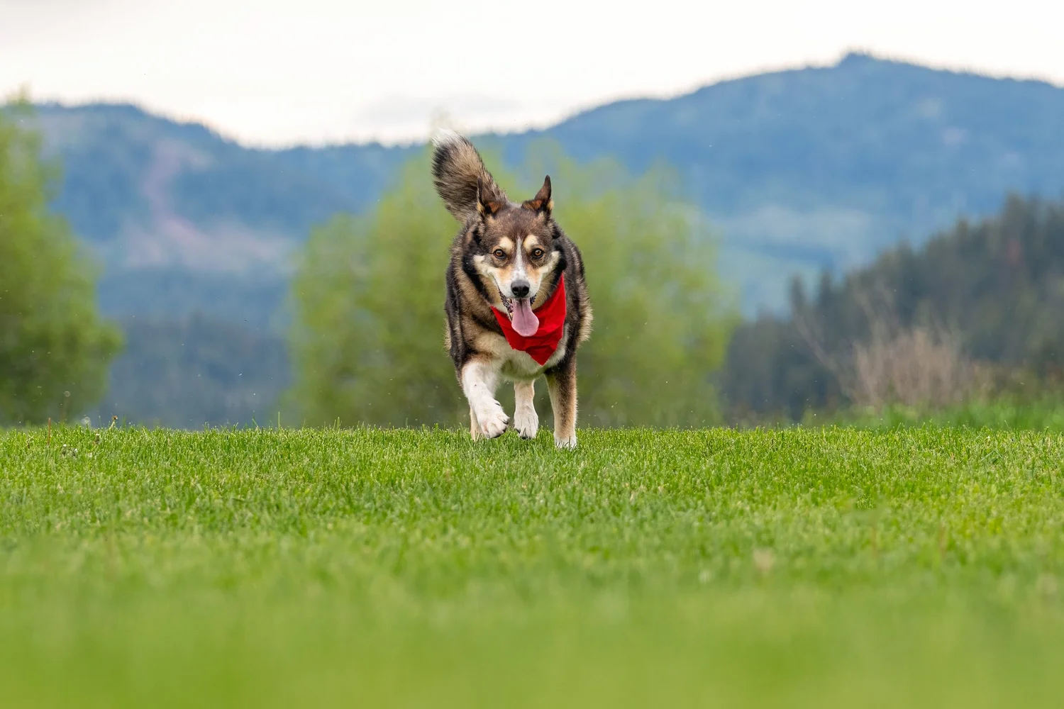 Angela Schneider | Big White Dog Photography — Tails of the World