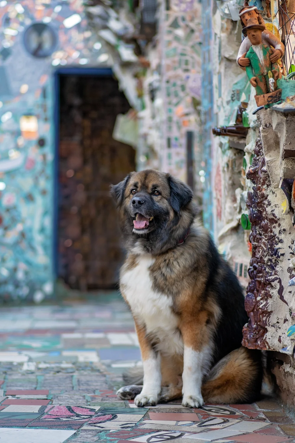 Carol Arscott | Carol Arscott Photography — Tails of the World