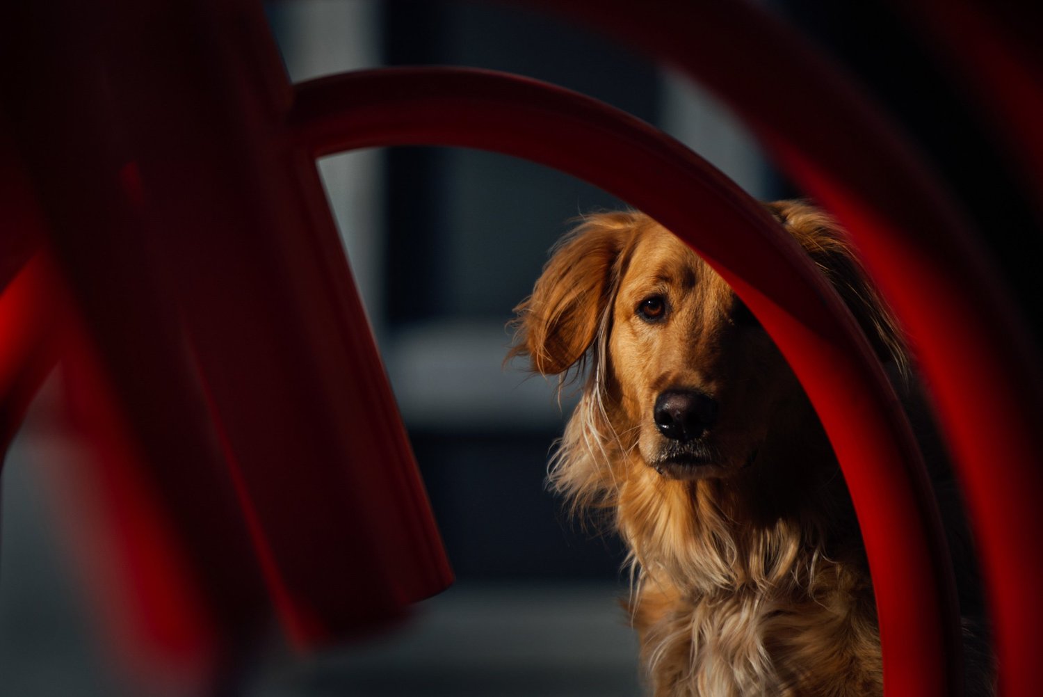 Cassie Thurrott | Cassie Thurrott Photography — Tails of the World