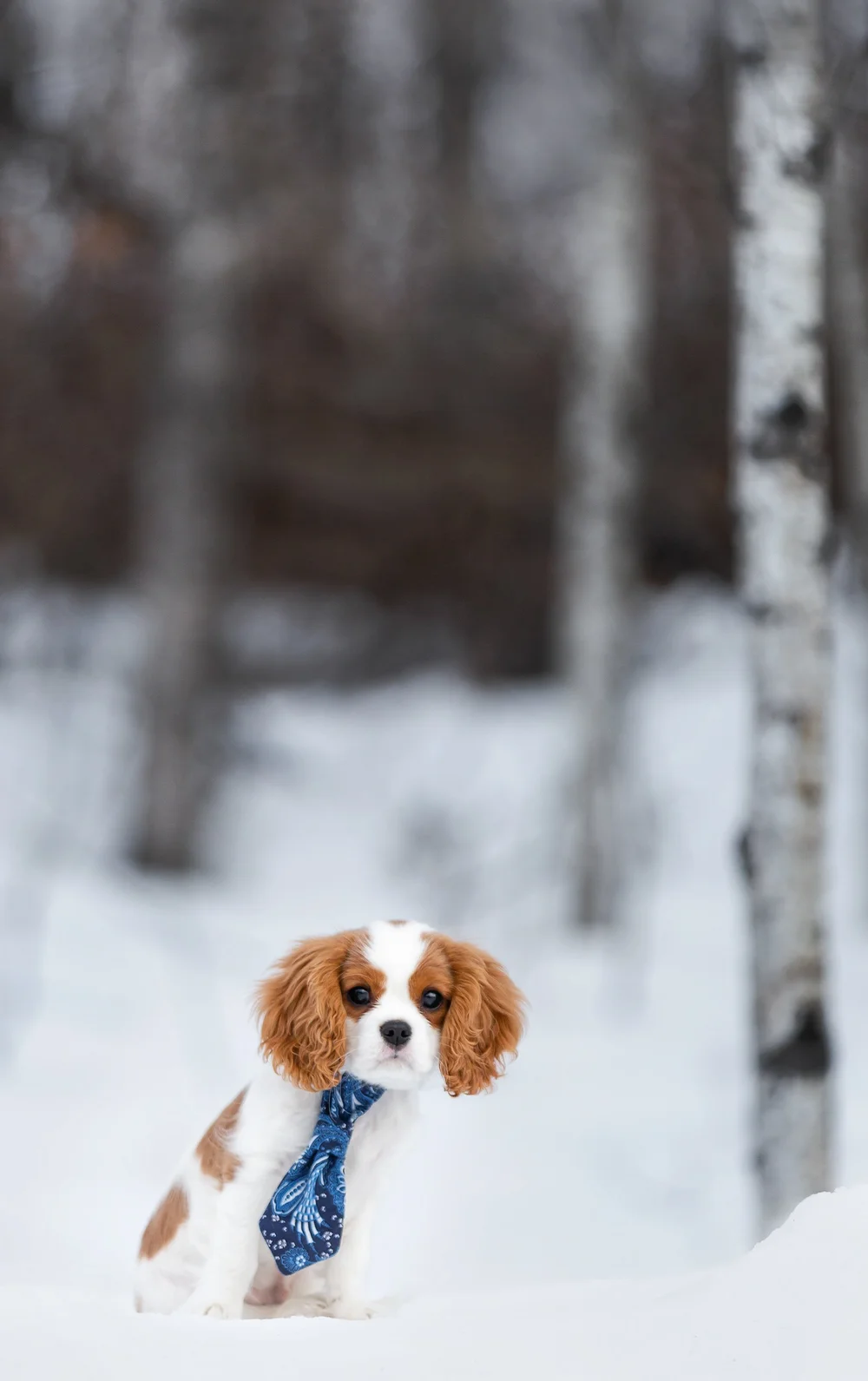 Cassie Thurrott | Cassie Thurrott Photography — Tails of the World