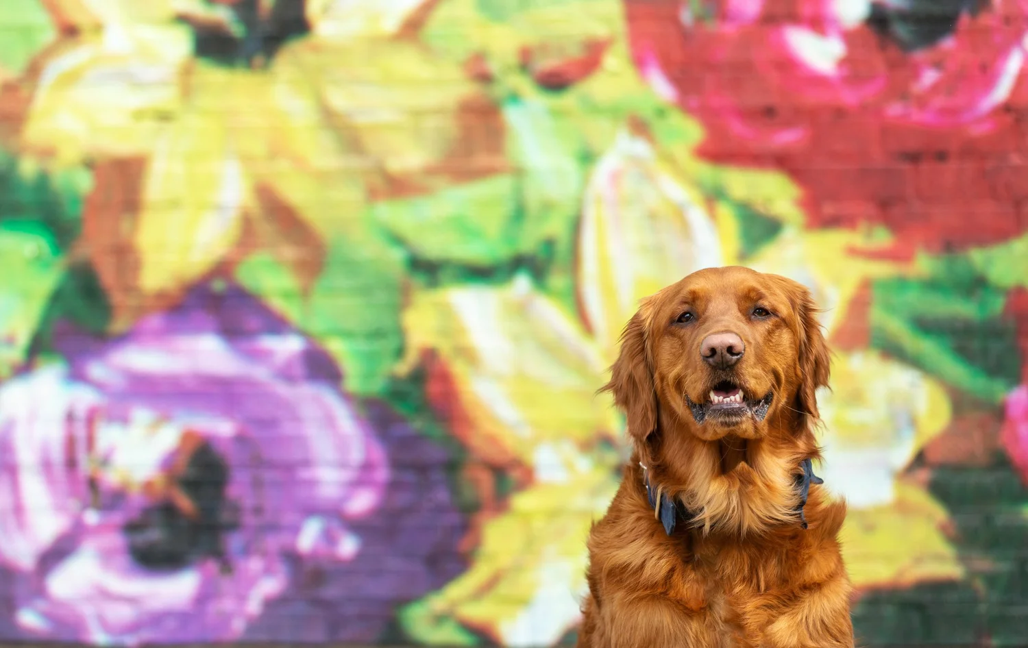 Cassie Thurrott | Cassie Thurrott Photography — Tails of the World