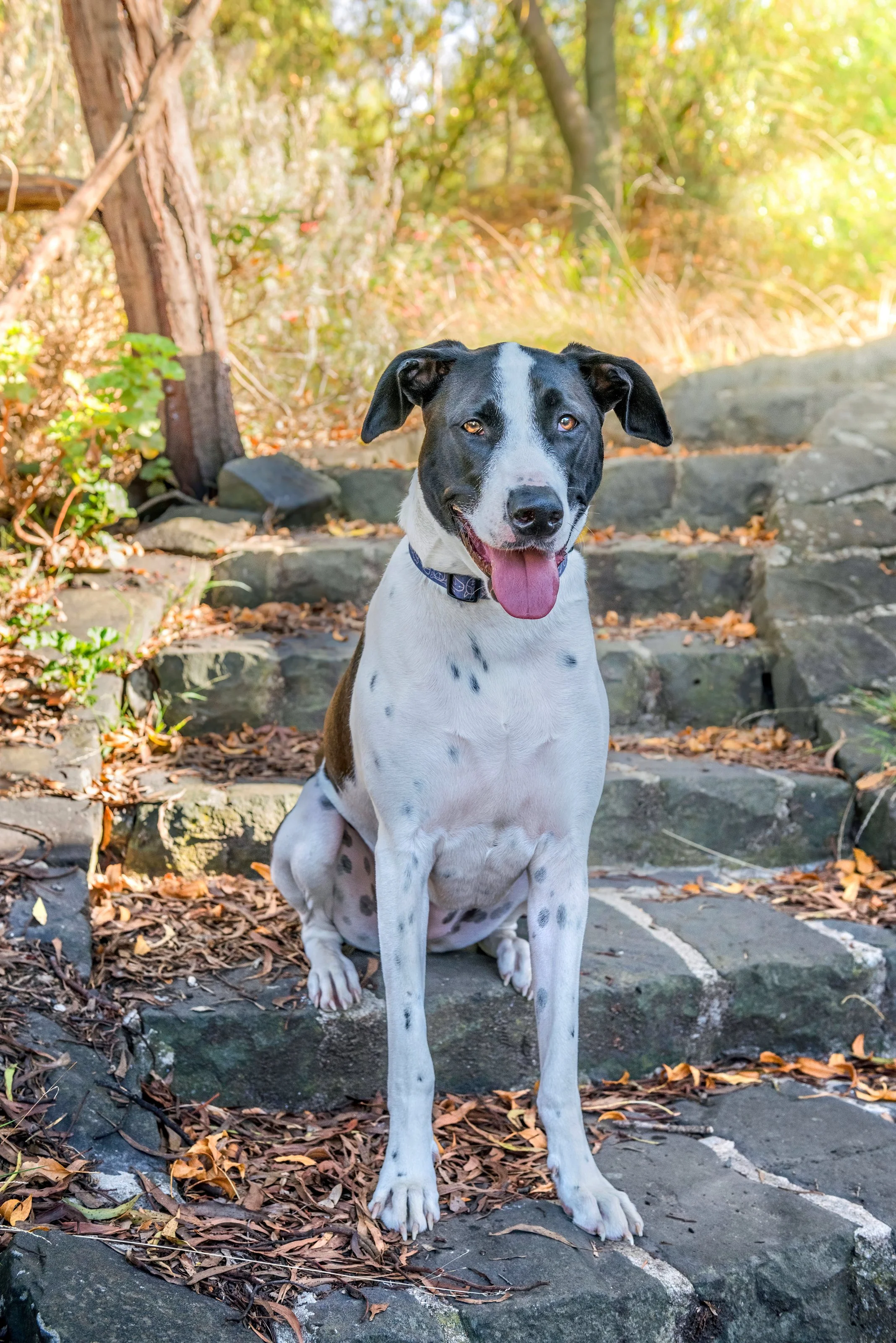 Erin King | Erin King Photographer — Tails of the World