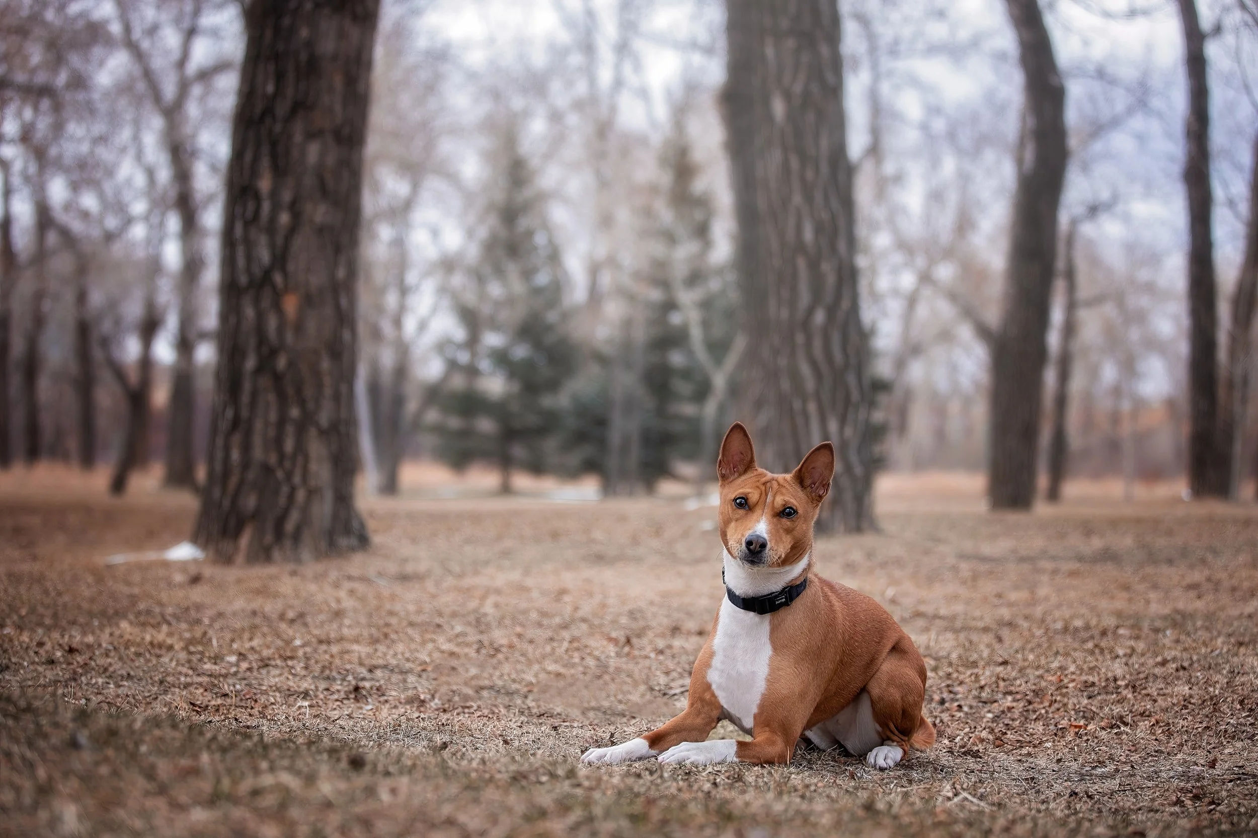 Jennifer Dooley | Heads and Tails Photography — Tails of the World