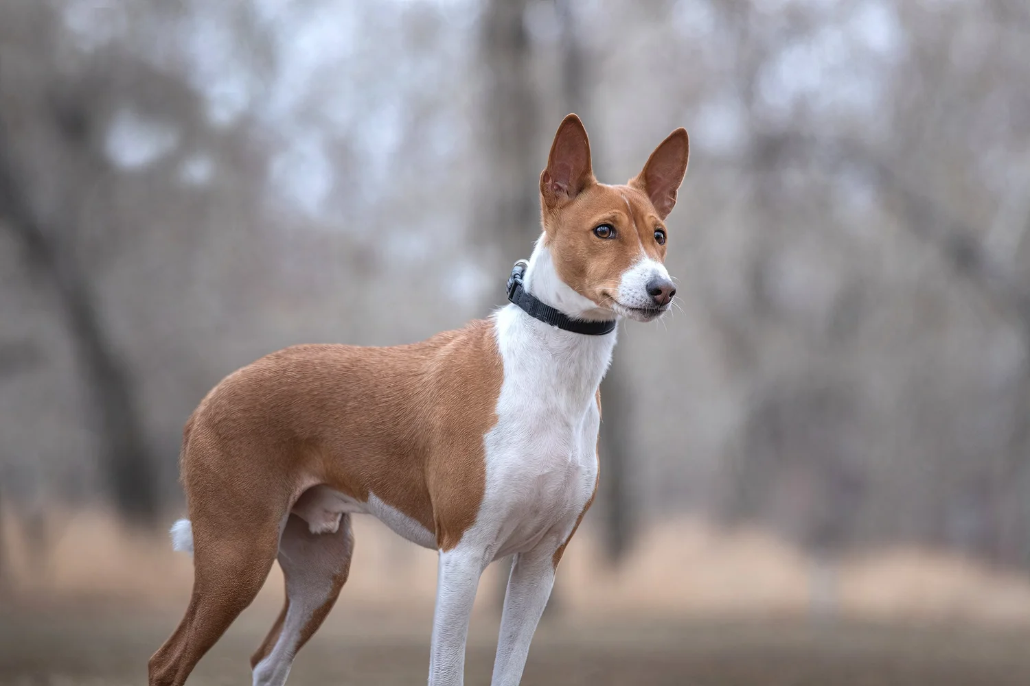 Jennifer Dooley | Heads and Tails Photography — Tails of the World