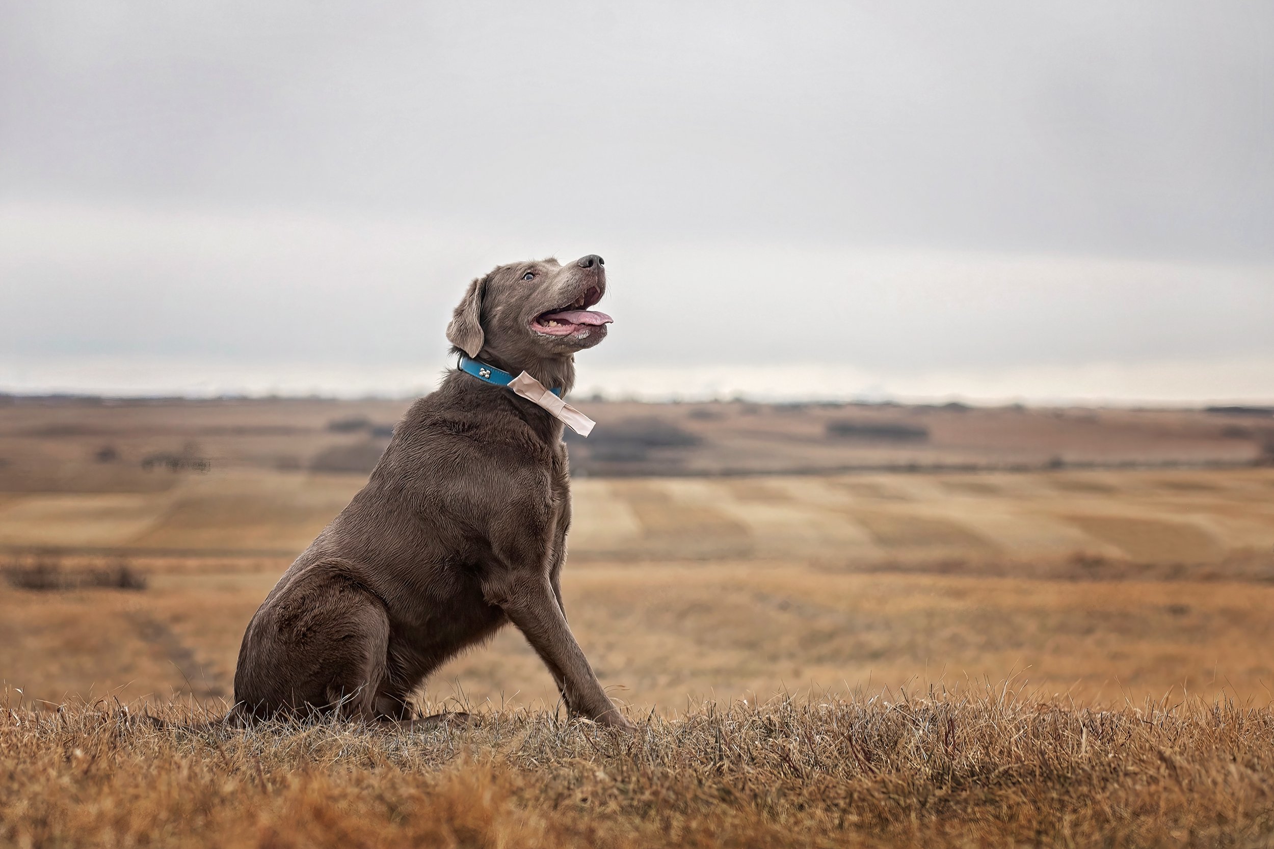 Jennifer Dooley | Heads and Tails Photography — Tails of the World