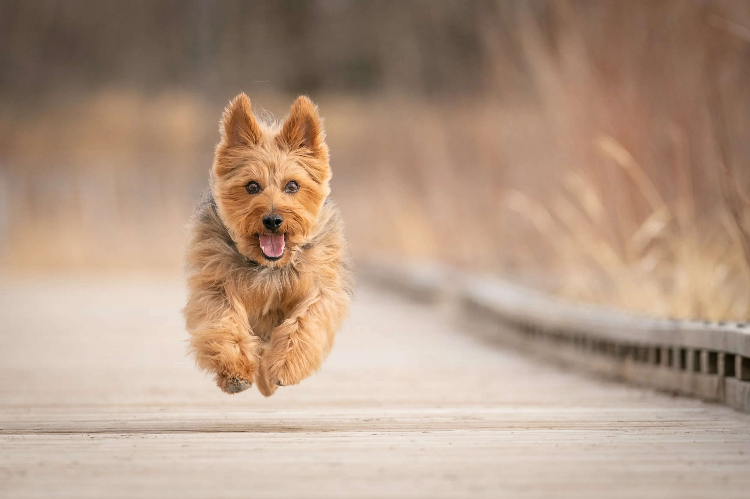 Heidi Grace | Heidi Grace Pet Portraiture — Tails of the World