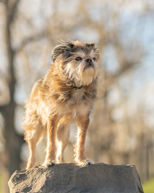 Heidi Grace | Heidi Grace Pet Portraiture — Tails of the World