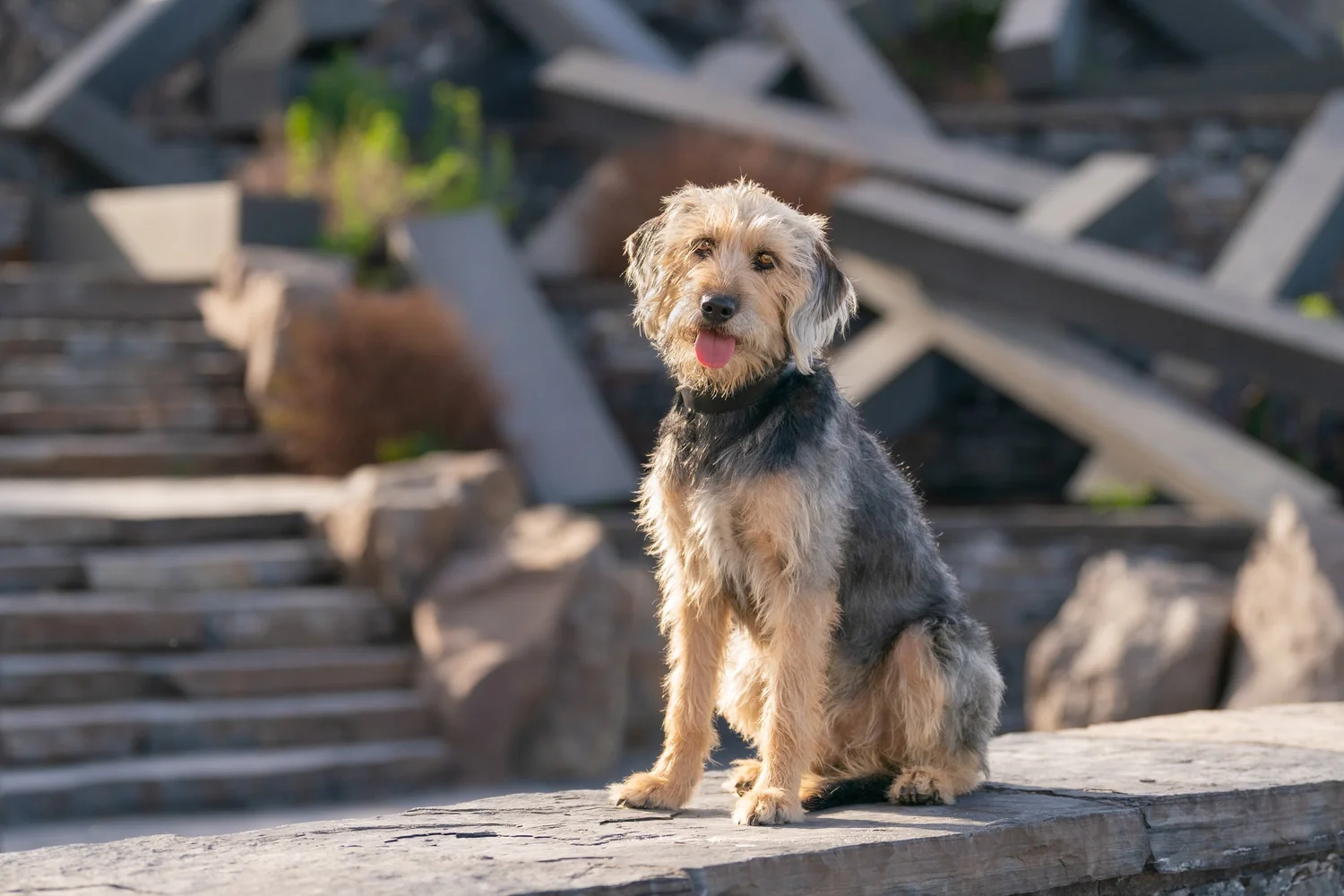 Heidi Grace | Heidi Grace Pet Portraiture — Tails of the World