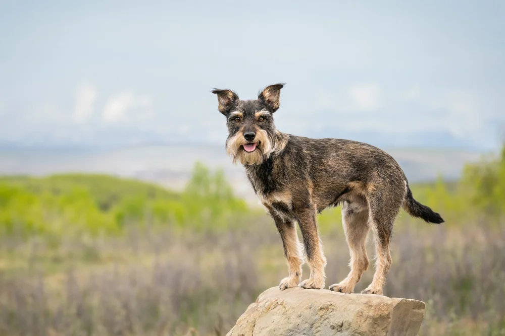 Heidi Grace | Heidi Grace Pet Portraiture — Tails of the World