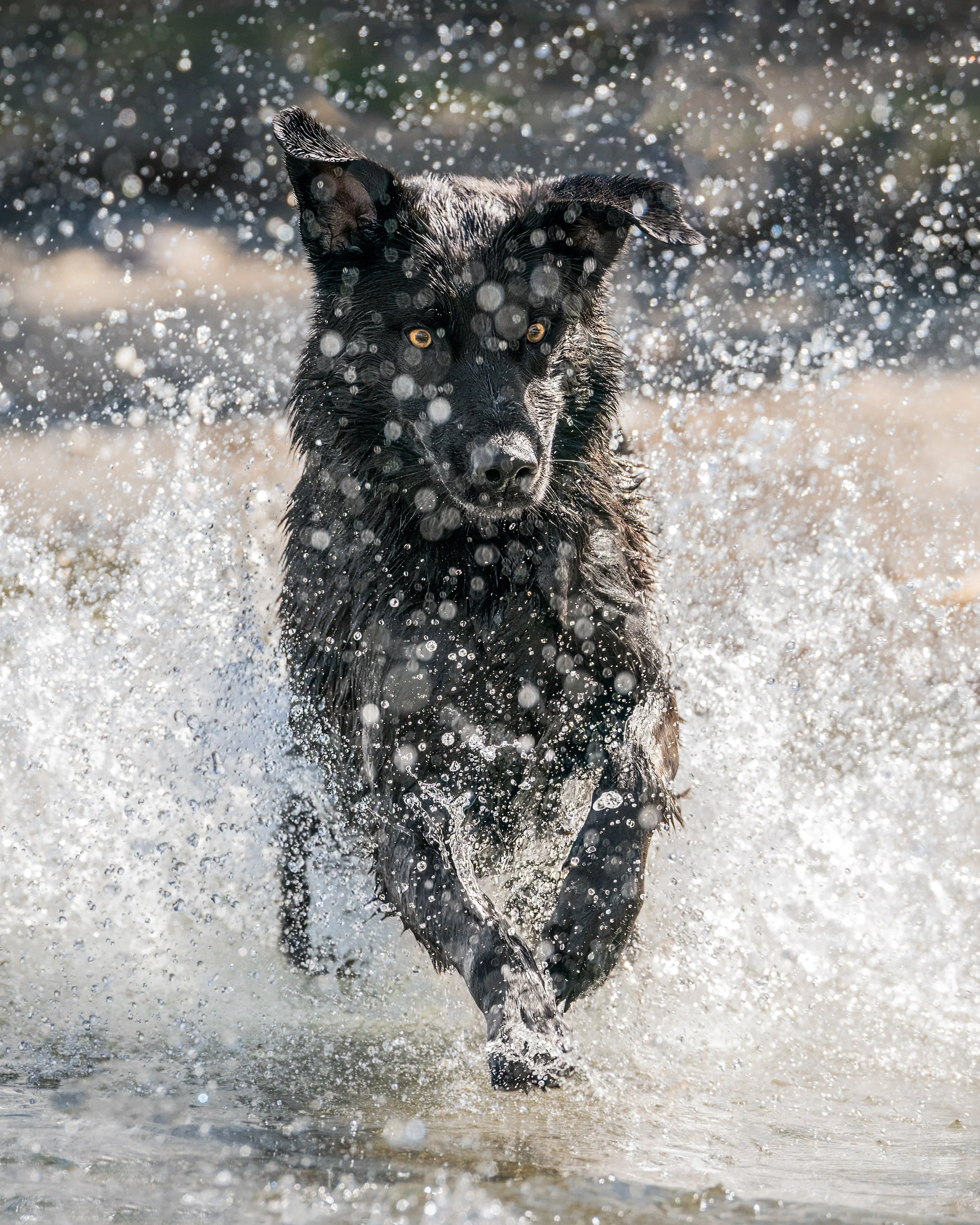 Heidi Grace | Heidi Grace Pet Portraiture — Tails of the World