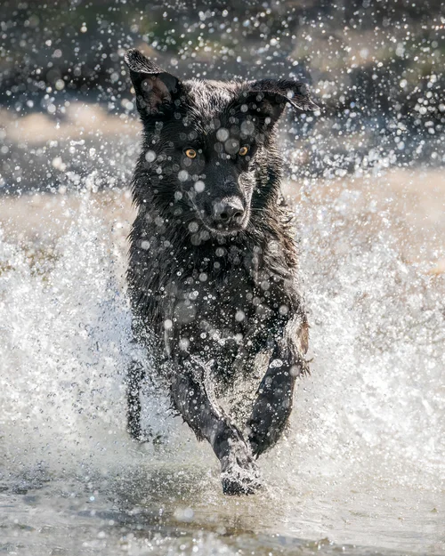 Heidi Grace | Heidi Grace Pet Portraiture — Tails of the World