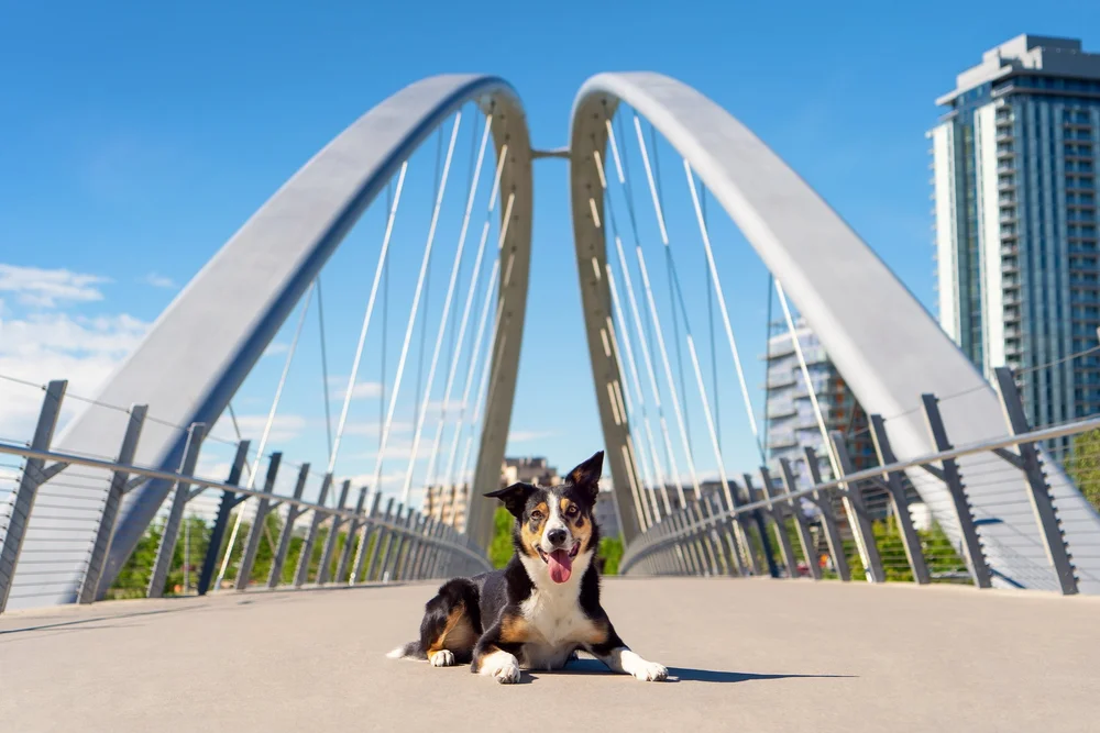 Heidi Grace | Heidi Grace Pet Portraiture — Tails of the World