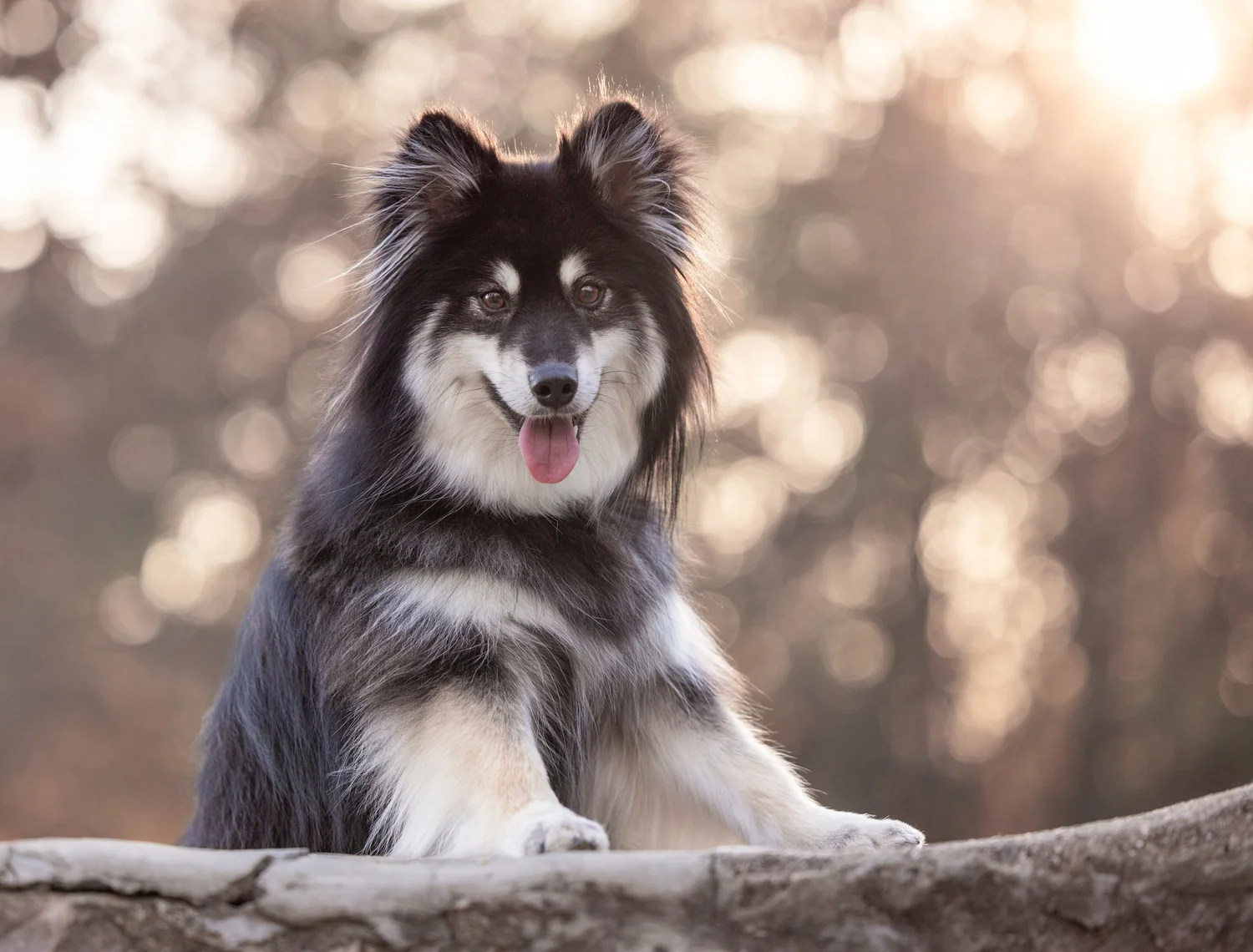 Jennifer McCallum | Firefly Pet Photography — Tails of the World