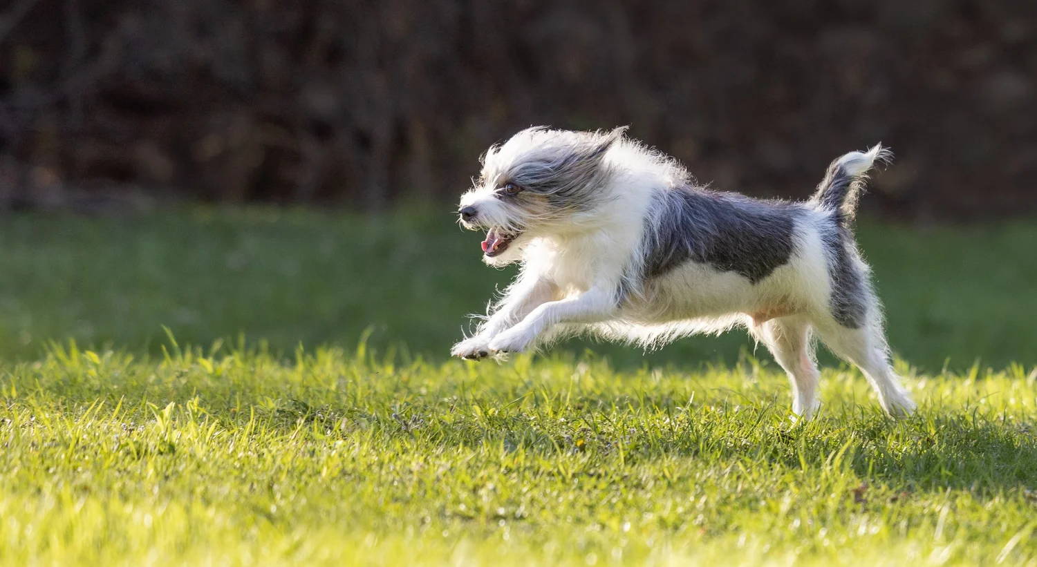 Jennifer McCallum | Firefly Pet Photography — Tails of the World