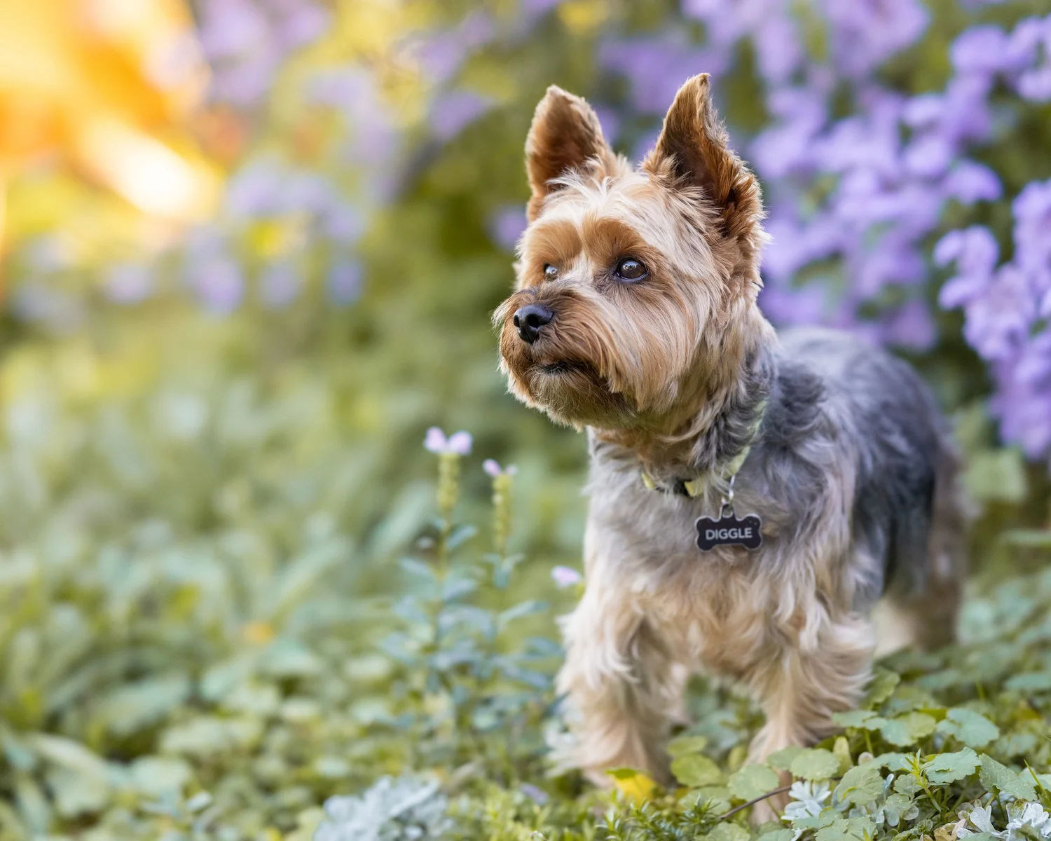 Jennifer McCallum | Firefly Pet Photography — Tails of the World