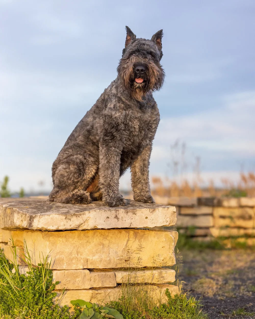 Jennifer McCallum | Firefly Pet Photography — Tails of the World