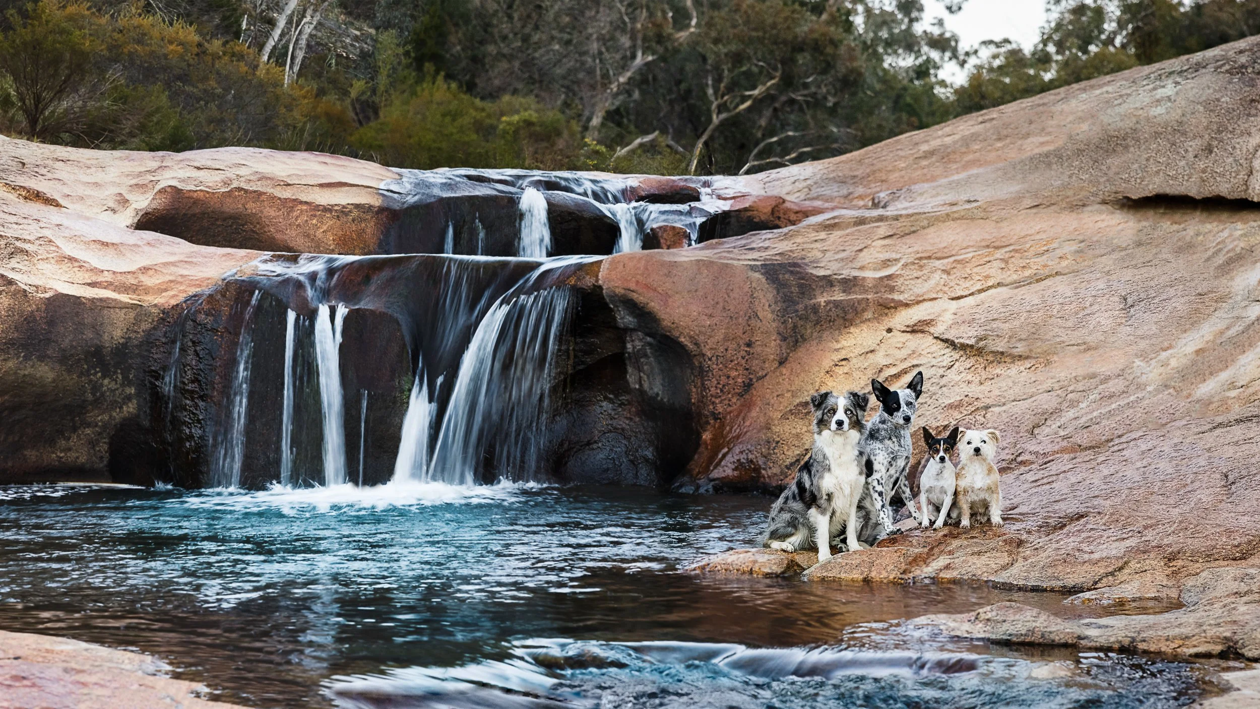 Kerry Martin | Puppy Tales — Tails of the World