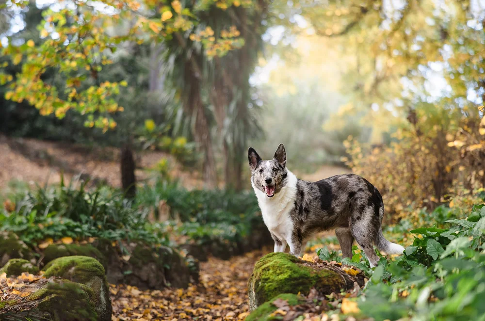 Kerry Martin | Puppy Tales — Tails of the World