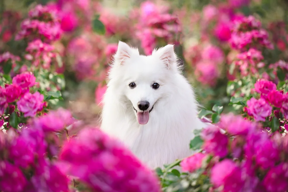 Kerry Martin | Puppy Tales — Tails of the World