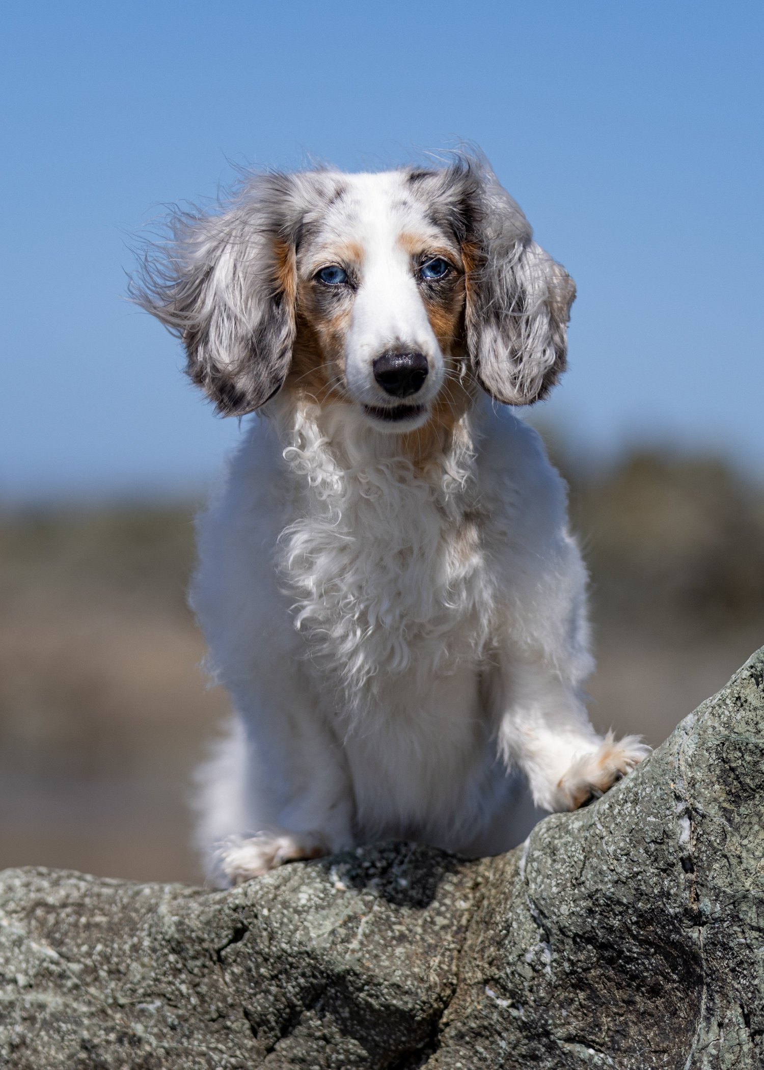 Kim Kuhlman | Chile Dog Photography — Tails of the World