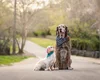 Nicole Moyer | Sweet Ellie Photography — Tails of the World