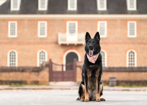 Nicole Moyer | Sweet Ellie Photography — Tails of the World