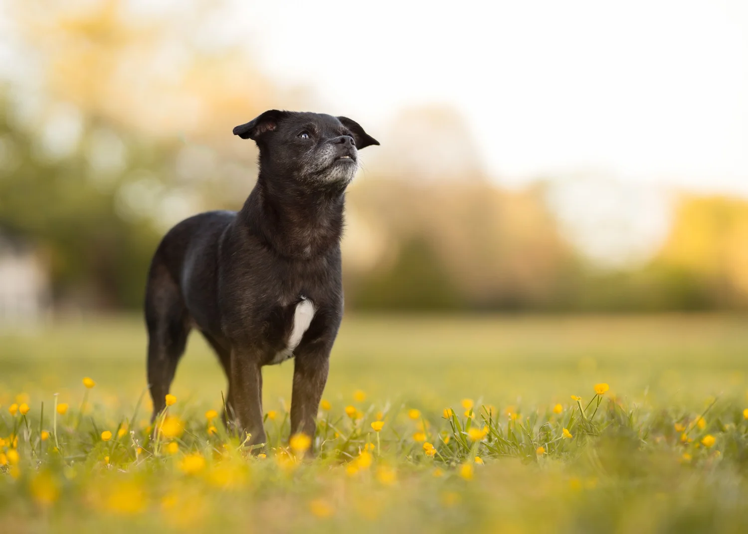 Nicole Moyer | Sweet Ellie Photography — Tails of the World