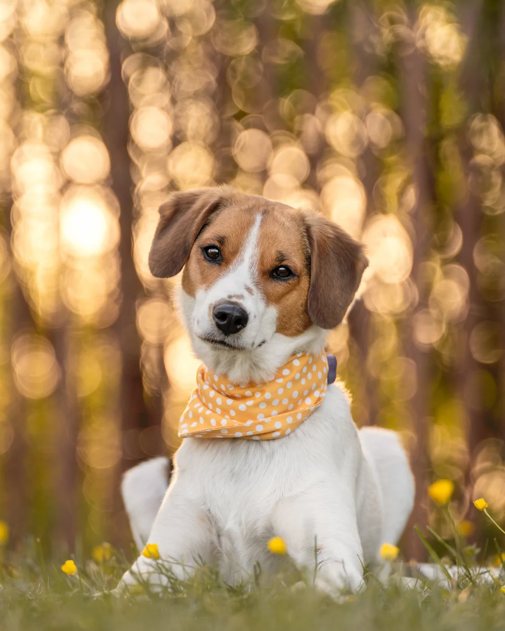 Nicole Moyer | Sweet Ellie Photography — Tails of the World