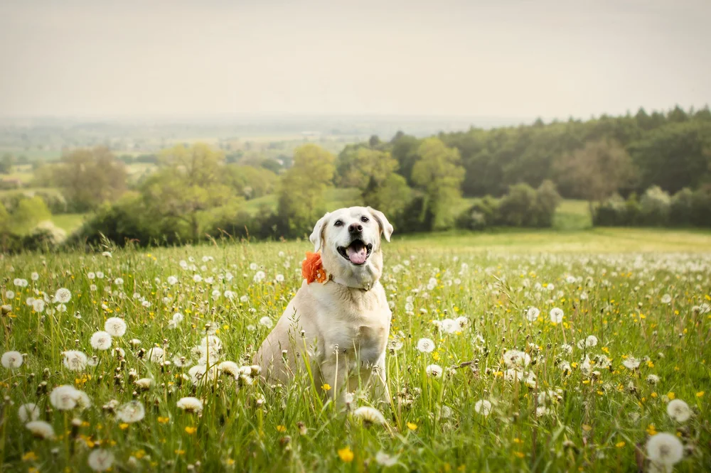 Steph Alexander | Smalls & Talls — Tails of the World