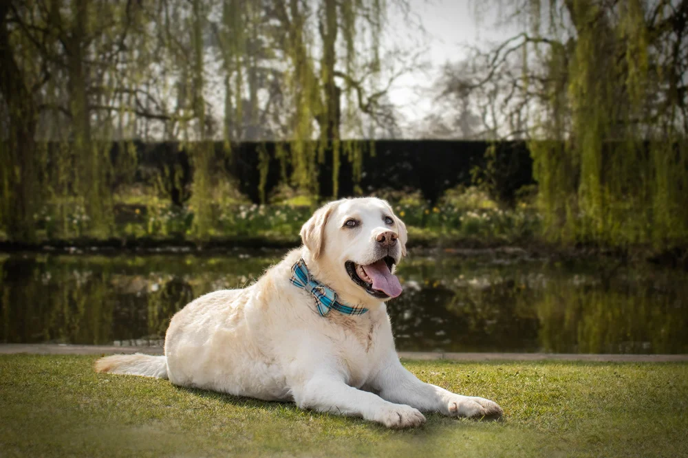 Steph Alexander | Smalls & Talls — Tails of the World