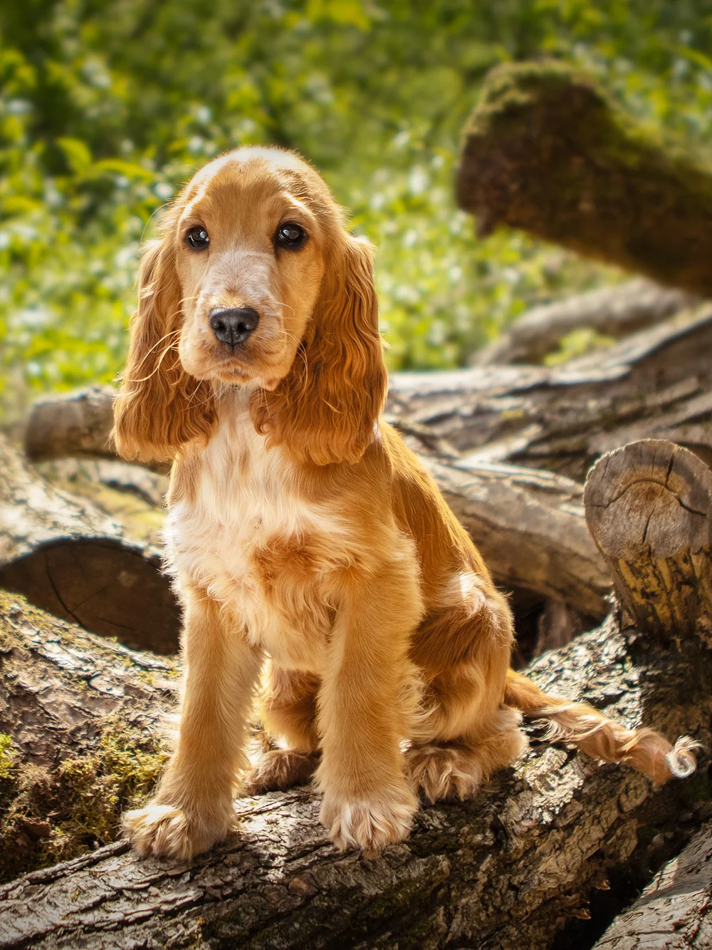 Steph Alexander | Smalls & Talls — Tails of the World