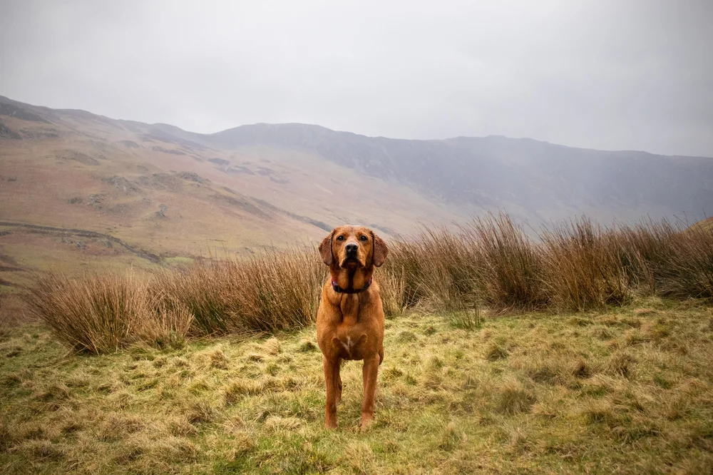 Steph Alexander | Smalls & Talls — Tails of the World