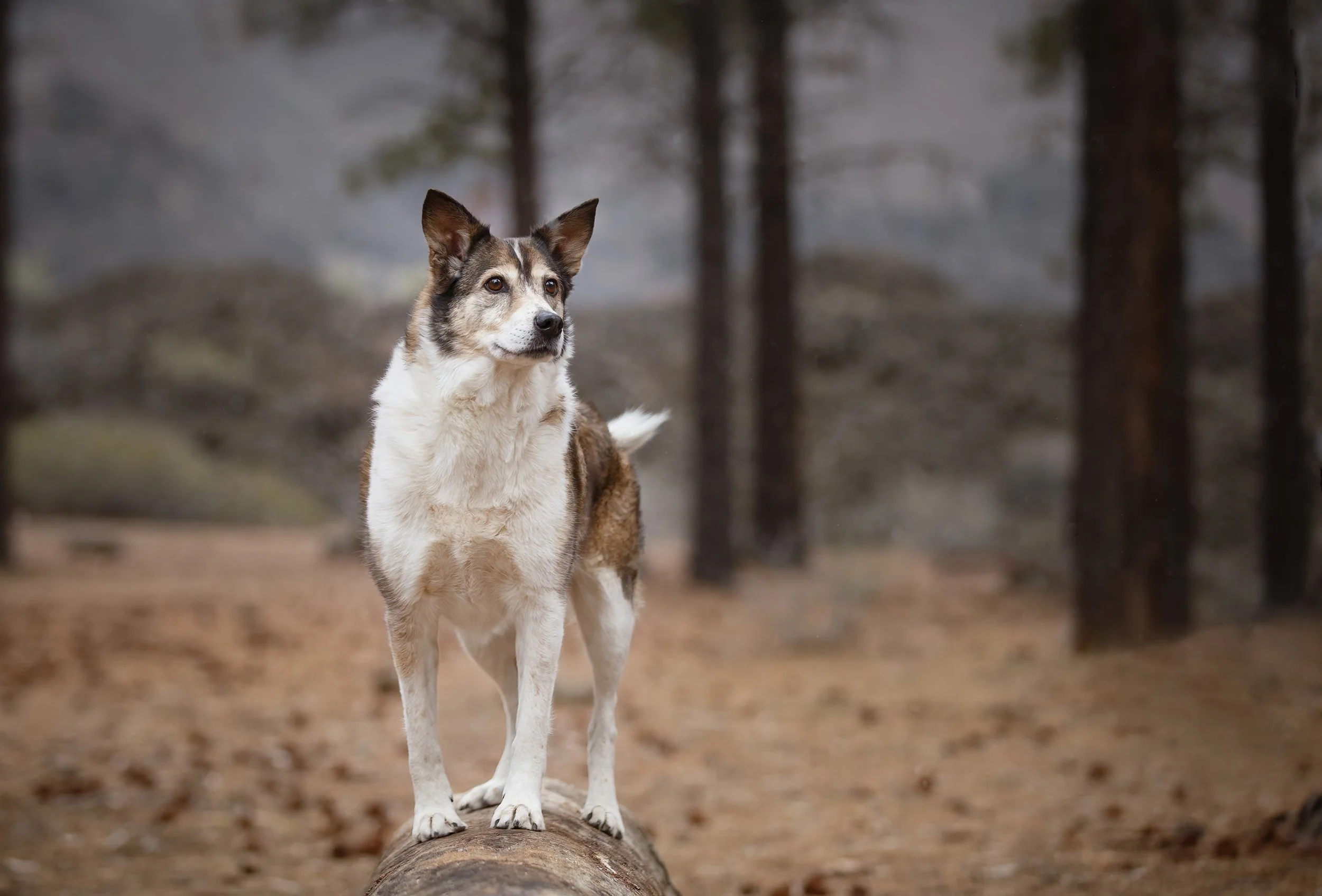 Taneya Hayden | Taneya Hayden Photography — Tails of the World
