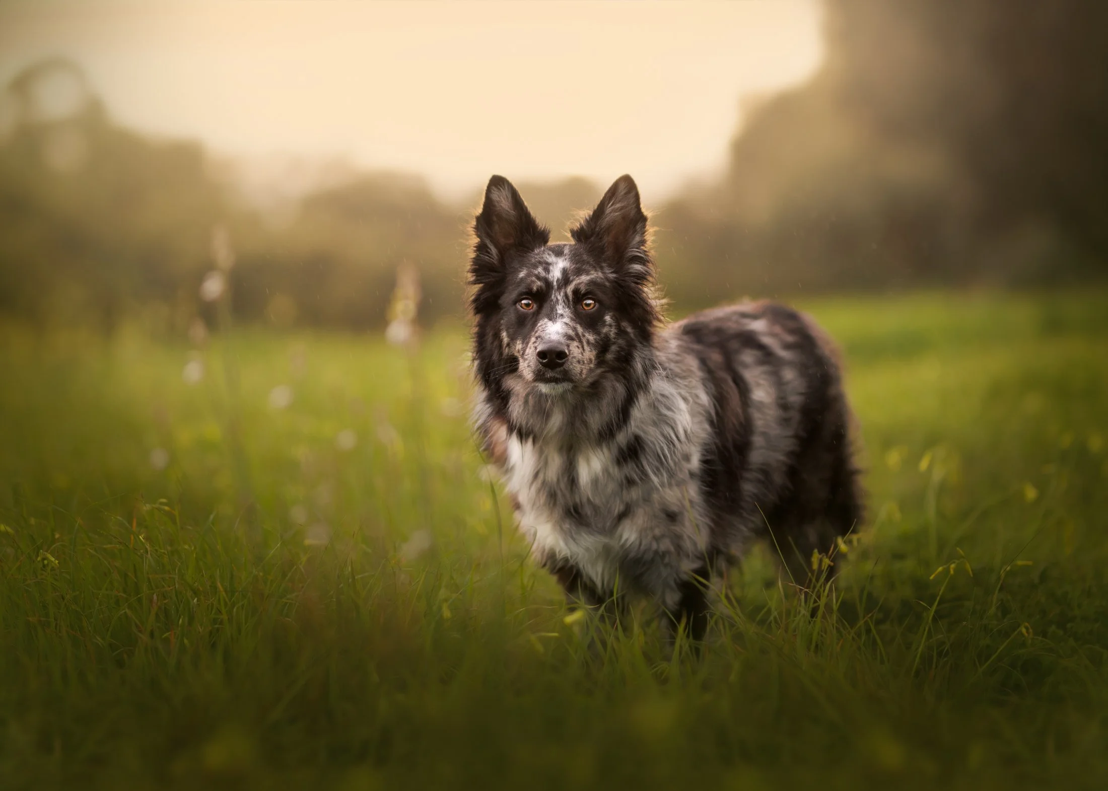 Michelle Petkovic | Dogs by Michelle Petkovic Photography — Tails of ...