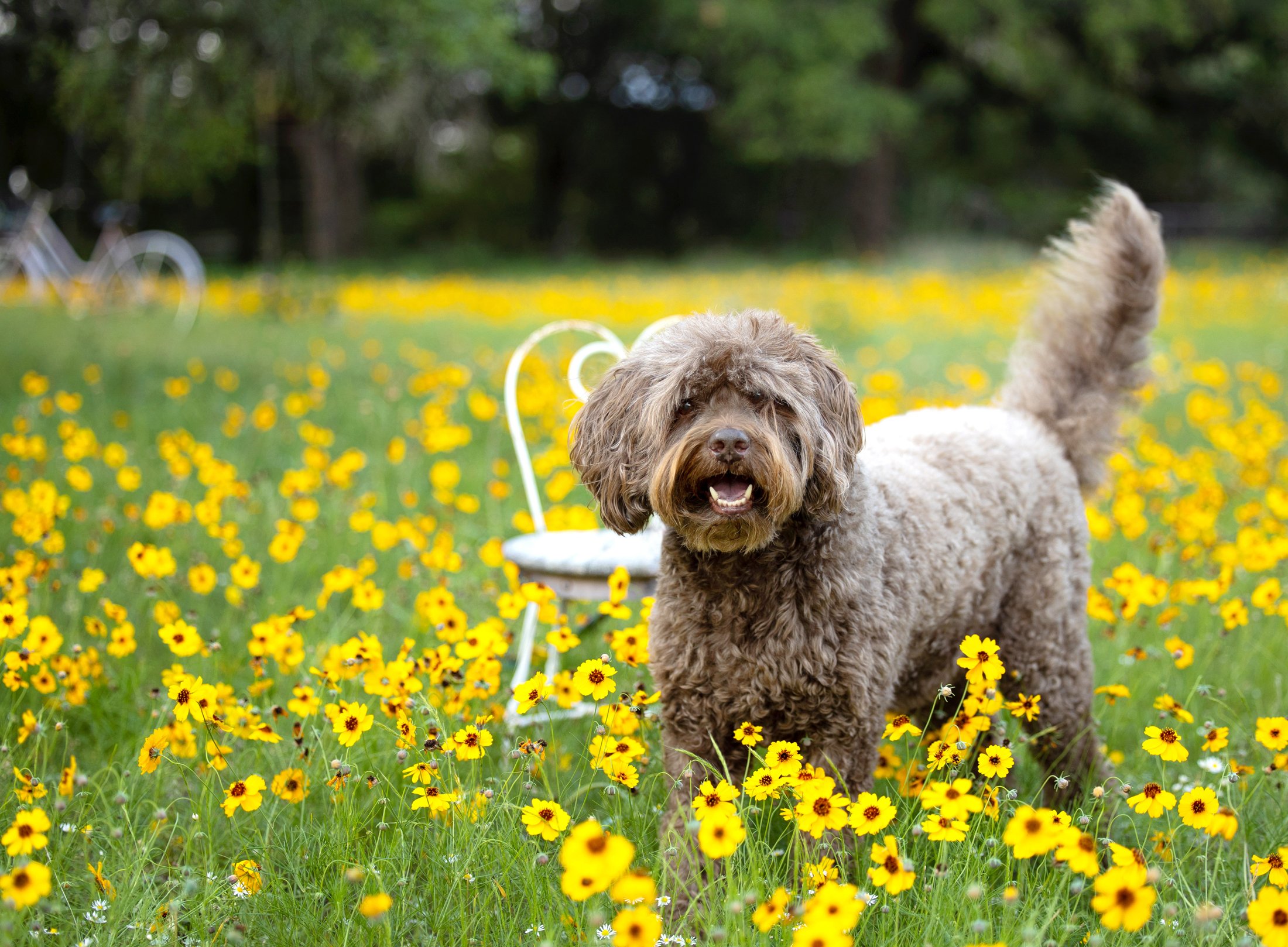 Kim Ortiz | Kim Ortiz Portrait Art — Tails of the World