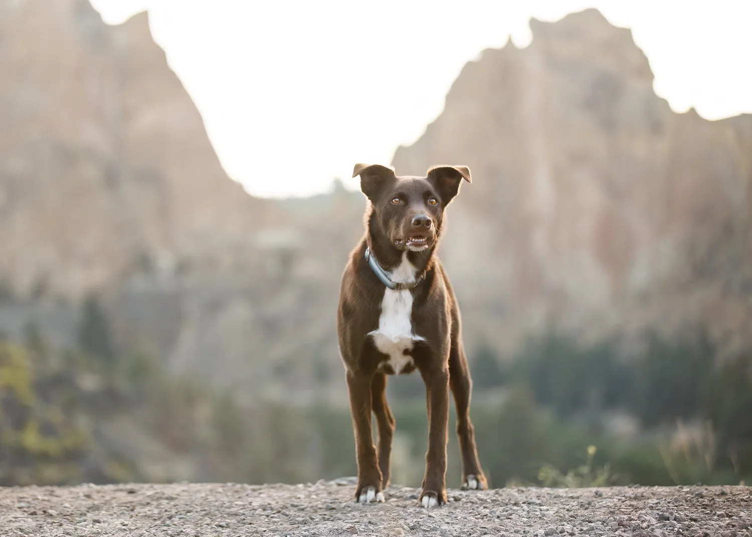 Taneya Hayden | Taneya Hayden Photography — Tails of the World