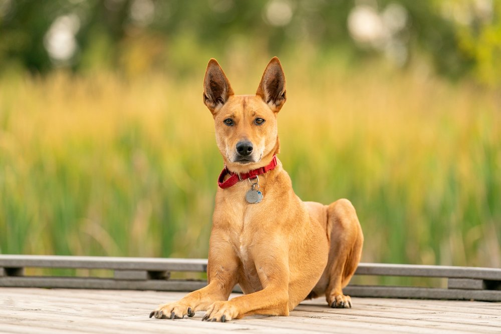 Heidi Grace | Heidi Grace Pet Portraiture — Tails of the World