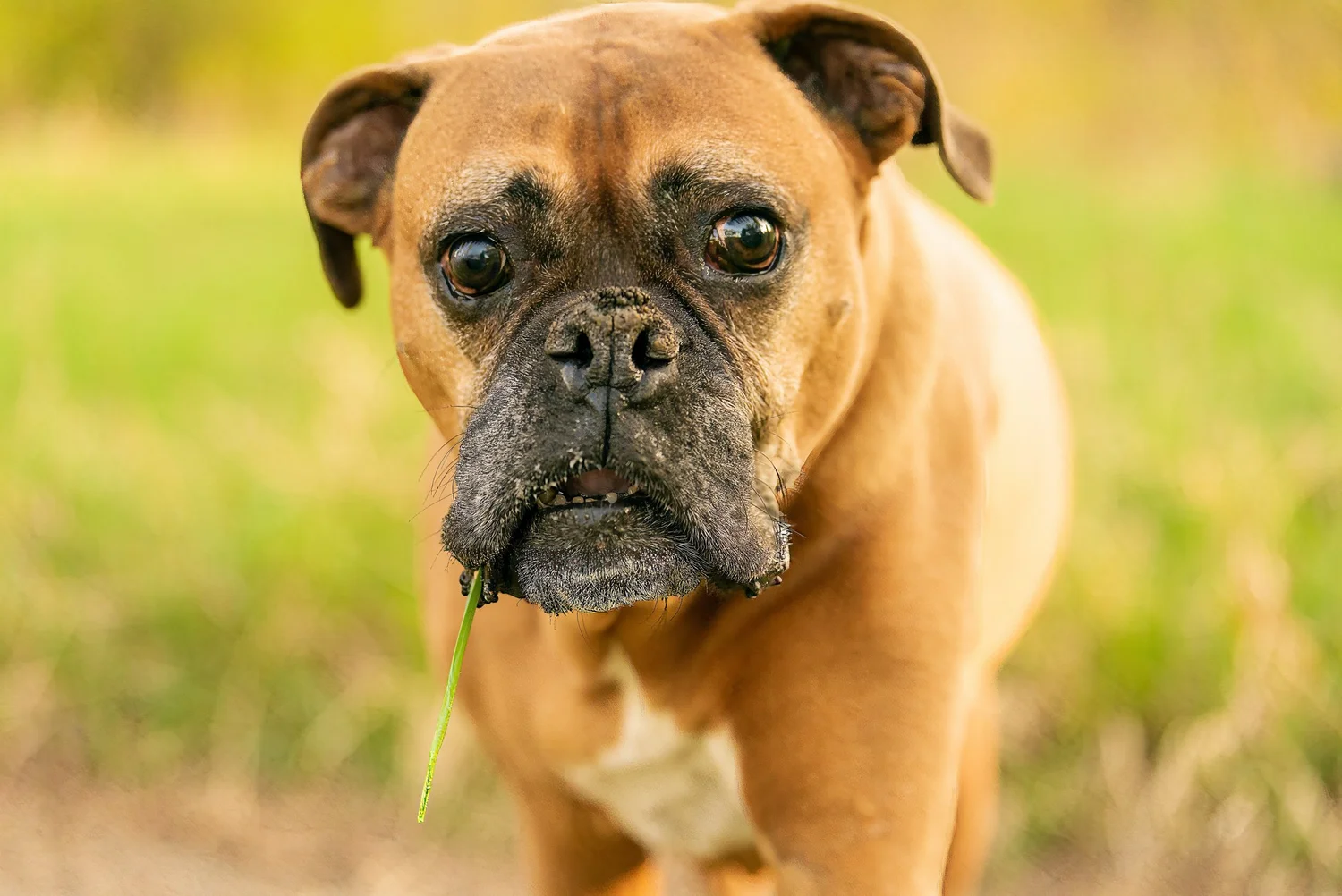 Heidi Grace | Heidi Grace Pet Portraiture — Tails of the World