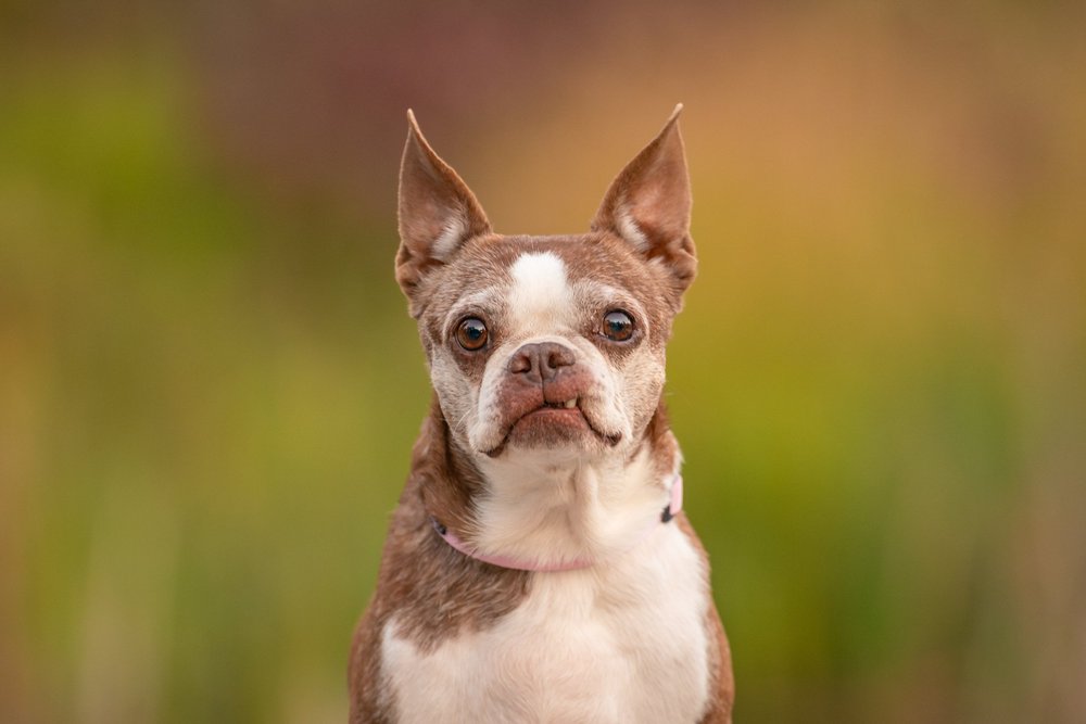 Heidi Grace | Heidi Grace Pet Portraiture — Tails of the World