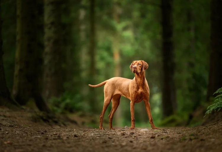 Jonathan Yearsley | Jonathan Yearsley Pet and Equine Photography ...
