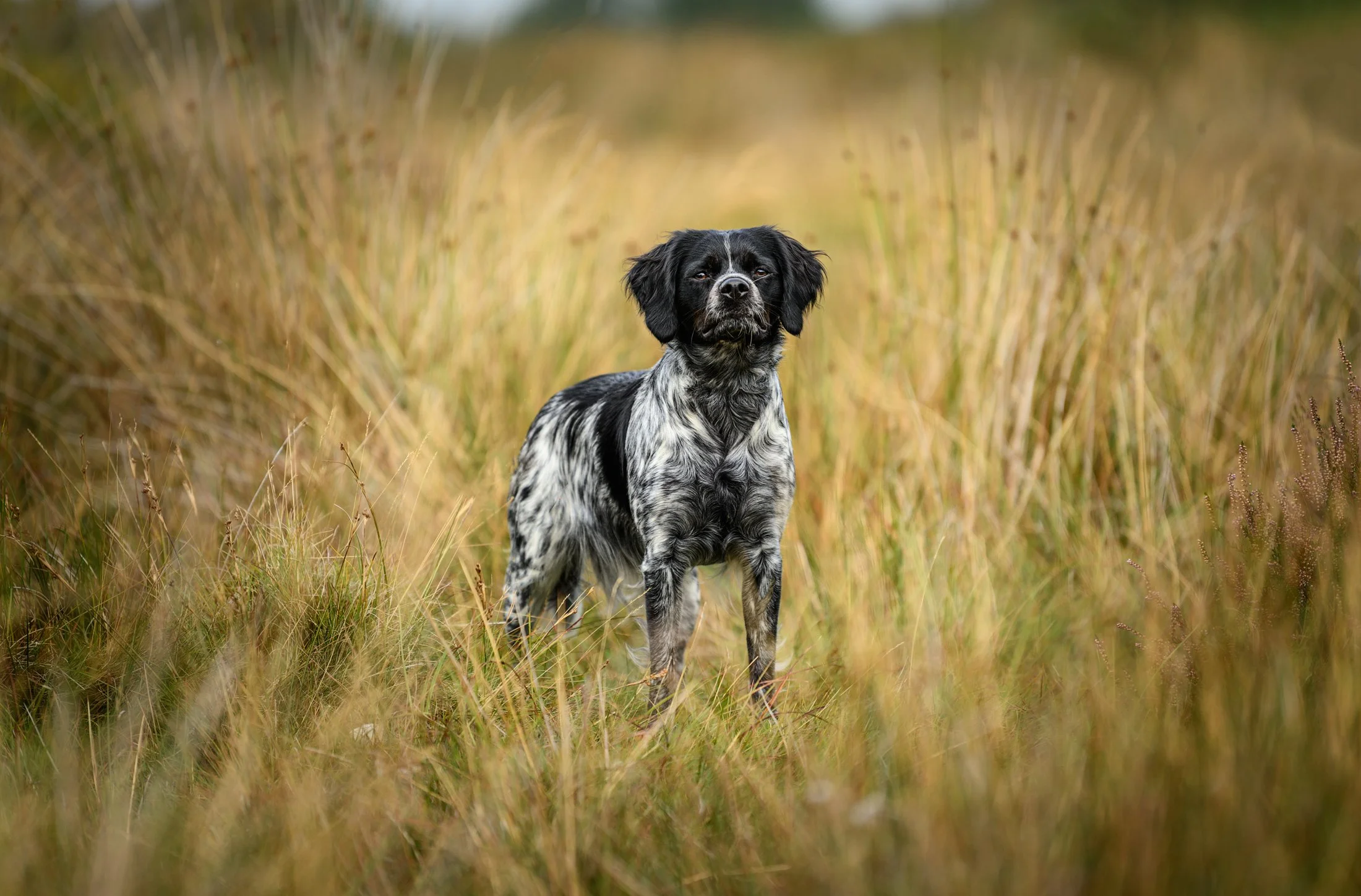 Jonathan Yearsley | Jonathan Yearsley Pet and Equine Photography ...