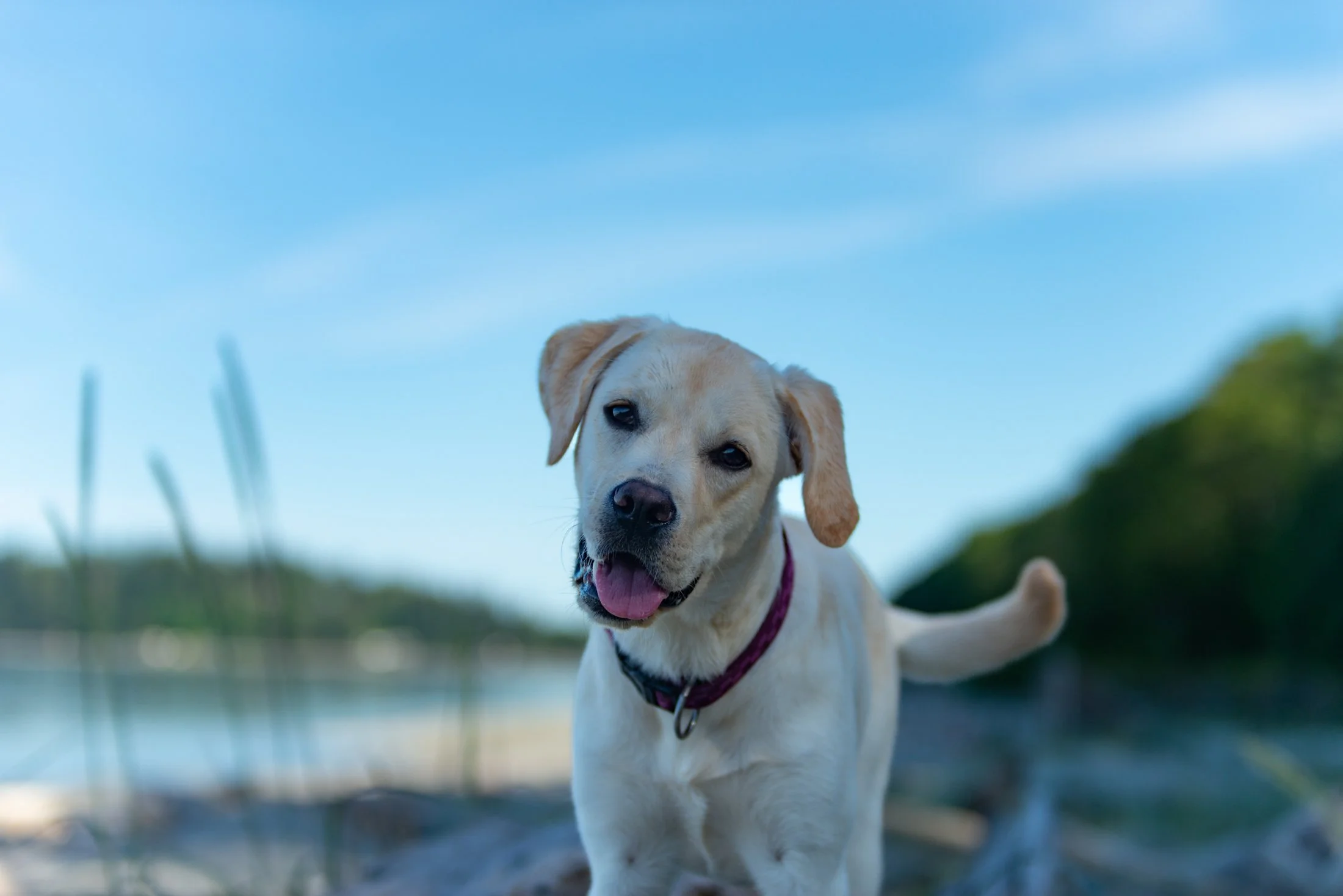 Kristen Nicholson | Fit Fido Fur-tography — Tails of the World