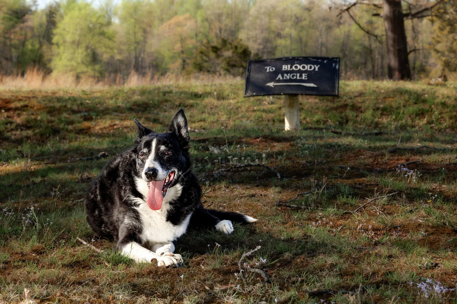 Cynthia Pixley | Pixels by Pixley Photography — Tails of the World